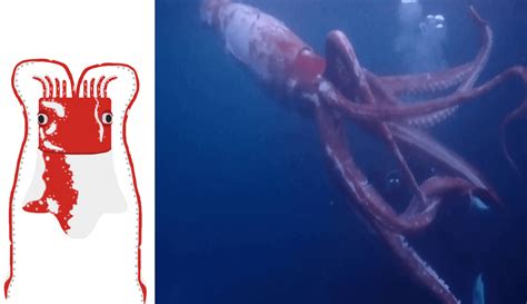Giant Squid Japanese Giant Squid 240c Rdeeeepioskins