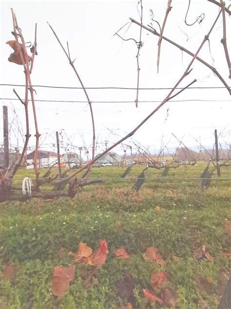 Buds Kwmk Object Detection Dataset By Branchpruning