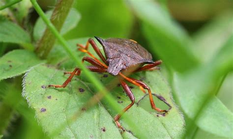 Img9636b Forest Shieldbug Millers Dale