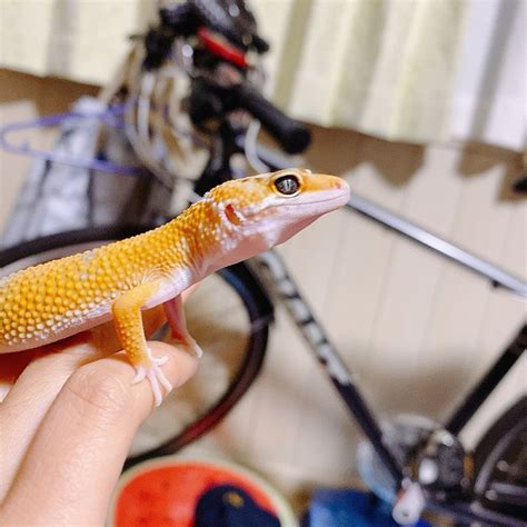 源🦎単行本発売中 C101シ76b On Twitter こんなに小さかったたまるくん