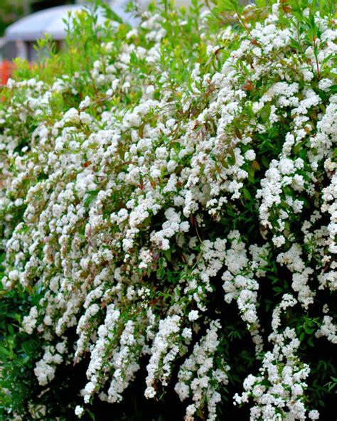 11 Deer Resistant Shrubs To Keep Your Landscape Safe From Grazing