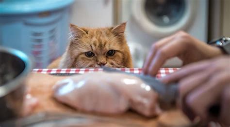 Can Cats Eat Raw Chicken Love Your Cat