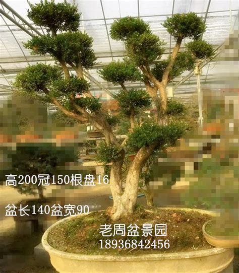 大型赤楠盆景图片 月底 造景 大山谷图库
