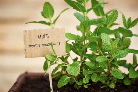 Mint Growing Tips And 5 Uses For Fresh Mint Turning The Clock Back