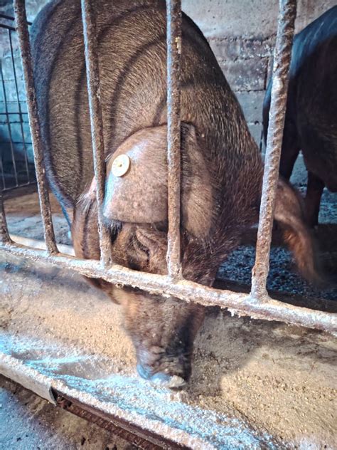 Prašič Duroc Mesna Pasma