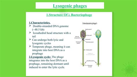 Lytic And Lysogenic Cycle In The Bacteriophage Pptx