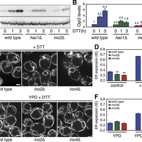 Proper Er Membrane Expansion Requires Upr Signaling A Wild Type