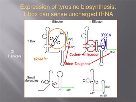 Ppt Riboswitch Regulation Of Gene Expression Powerpoint Presentation