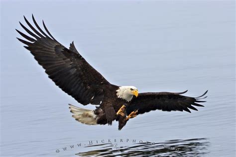 Eagle With Wings Spreading Its Legs Reagleswithwings