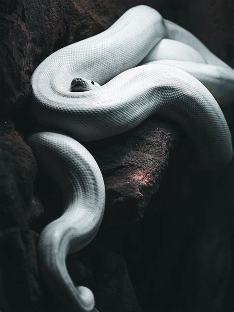 Leucistic Reticulated Python Jaytomsky