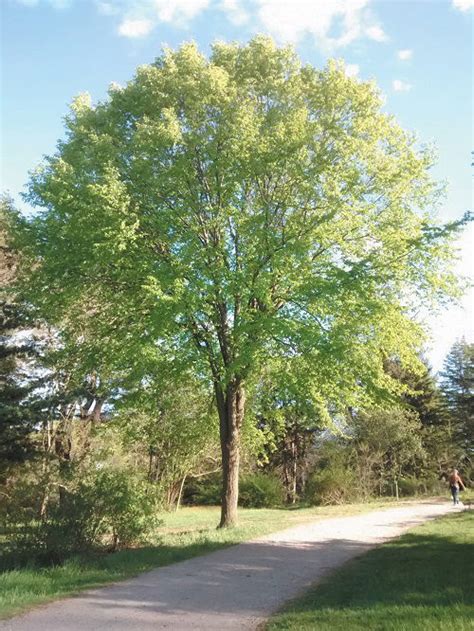 Best Types Of Elm Trees Elm Tree Identification Guide