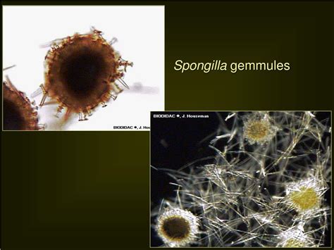 Ppt Feeding In Sponges Powerpoint Presentation Free Download Id