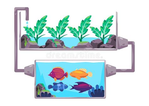 Aquaponics System In Smart Farming Method Flow Of Water And Nutritions Using Fish In Diagram