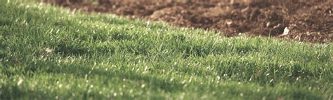 Lawn Care At The Home Depot