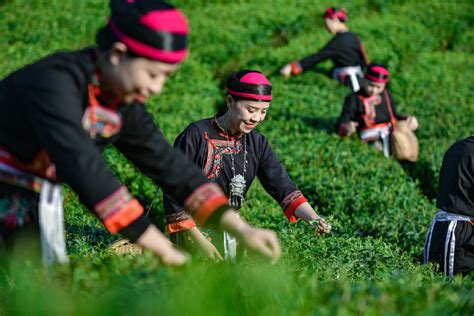 福建宁德蕉城：培育一片茶 富裕一方人