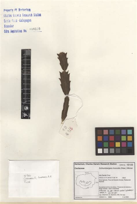 Schlumbergera Truncata