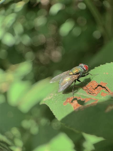 Green Bottle Fly Insect Lucilia Free Photo On Pixabay Pixabay