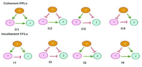Coherent And Incoherent Ffl Types In Coherent Ffls The Direct And