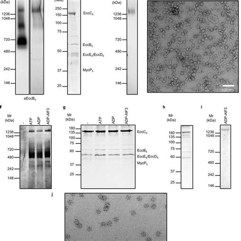 Cryo Em Structure Of The Intact Esx 5 Inner Membrane Complex Of Download Scientific Diagram