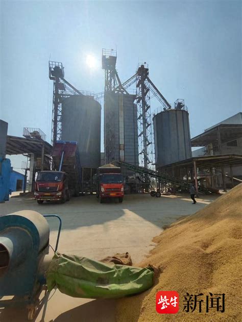 苏垦米业集团宝应湖公司：“早”“精”“密”，打通粮食安全最后一公里粮食安全新浪财经新浪网