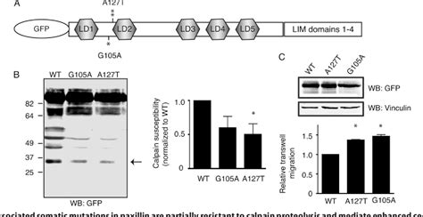 Figure 7 From Calpain Mediated Proteolysis Of Paxillin Negatively