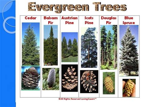 Forests Deciduous Evergreen Pptx