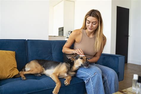 Quaest pesquisa revela que 72 dos brasileiros têm pets em casa