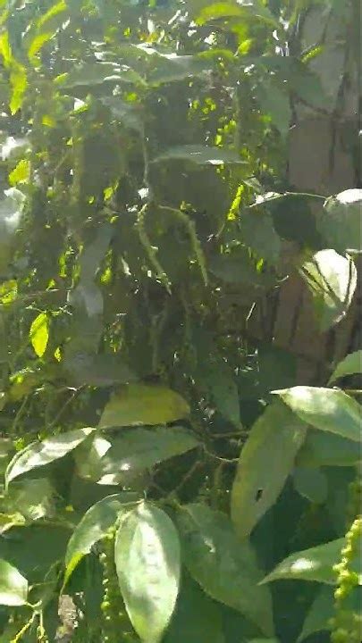 ម្រេច Youtube