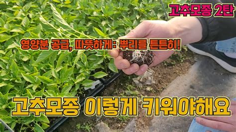 고추육묘장인에게 듣는 육묘노하우 2탄 고추 농사 잘 짓는 법 Youtube