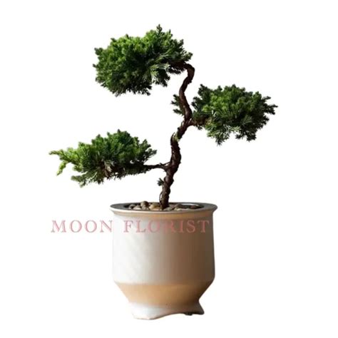 松柏樹盆栽 堅韌 Moon Florist