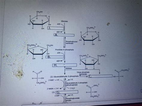Solved Match The Correct Enzyme And Substraterproduct To The Chegg