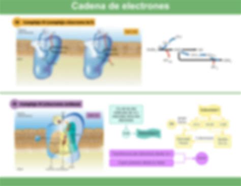 Solution Diagrama De Cadena De Electrones Y Fosforilaci N Oxidativa