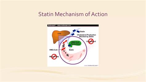 Statin Induced Myalgia And Myositis Pptx