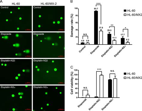 Like Etoposide Etoplatins Induced Chromosomal Dna Breaks And Cancer Download Scientific