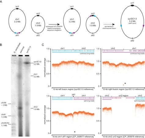 Construction And Validation Of The V Natriegens Strain Synsc A