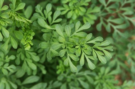 La Ruda Sugerencias Y Explicaciones Plantas