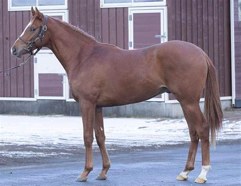 2歳馬の馬名が決定③キャロット編 りーにの Hobby Time