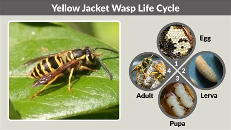 16 Types Of Yellow Jacket Wasps Identification With Images