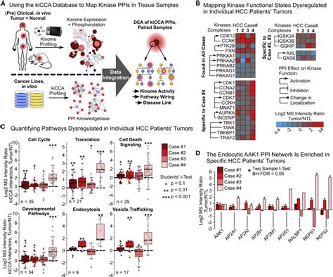 Multiplexed Kinase Interactome Profiling Quantifies Cellular Network