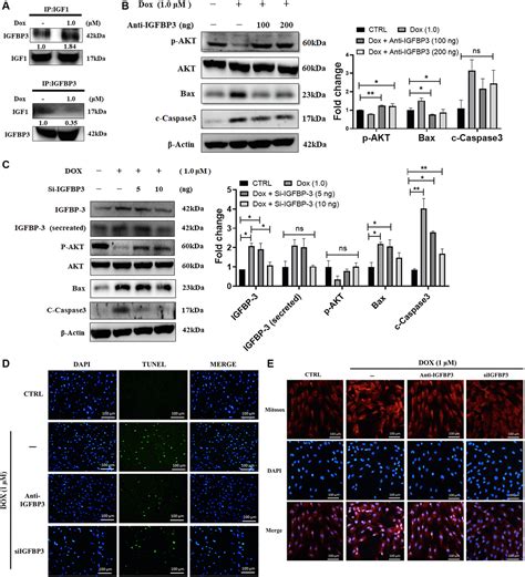 Doxorubicin induced ROS dependent HIF1α activation mediates blockage of