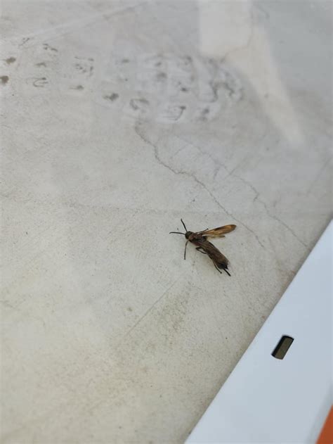 What Is This Wasp Looking Bug R Whatisthisbug