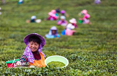 贵州安顺春茶采摘正当时 图片频道 人民网