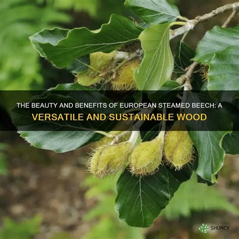 The Beauty And Benefits Of European Steamed Beech A Versatile And