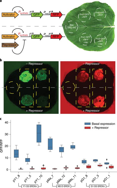 Using Synthetic Repressors Enables Synthetic Promoter Compatibility Download Scientific Diagram
