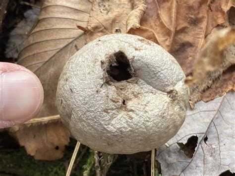 Lycoperdon Perlatum Rmycology