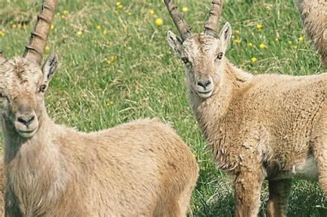 7 Types Of Bison Species Facts And Photos