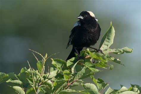 Fibrosarcoma In Birds Symptoms Causes Diagnosis Treatment
