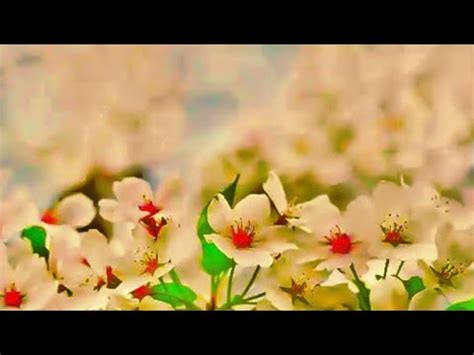 Maple Heaven 63 Light Bright To Moody Flower Editing YouTube