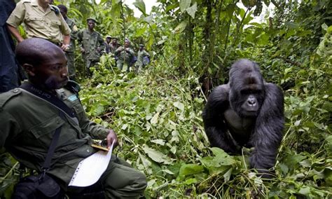 Virunga Nationa Park Best Place For Gorilla Trekking