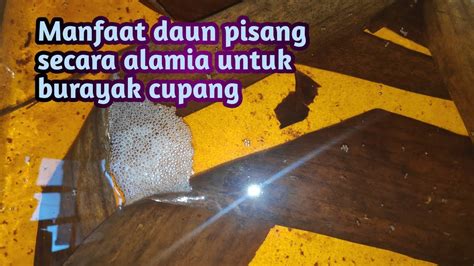 Manfaat Daun Pisang Untuk Burayak Cupang Youtube